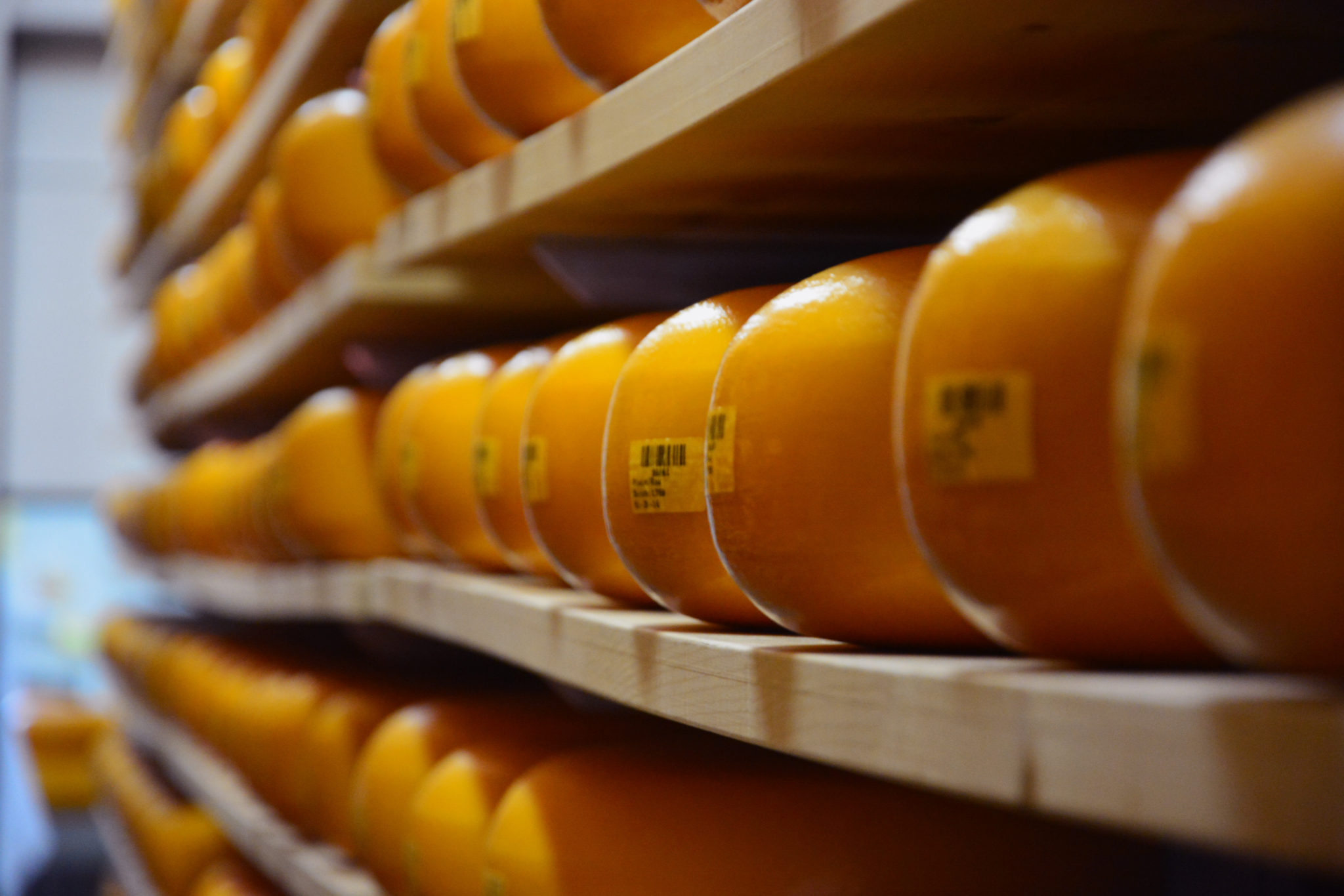 Wisconson-Cheese_scaled - GoBigEmma